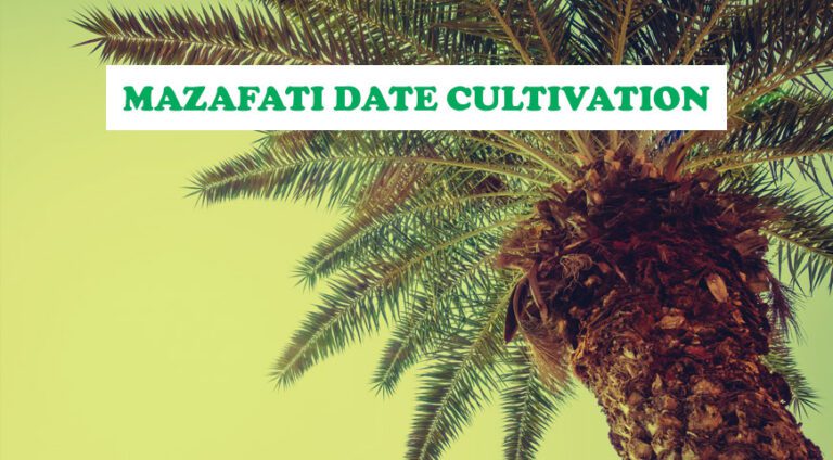 Mazafati Date Cultivation - Seeksweetrevenge